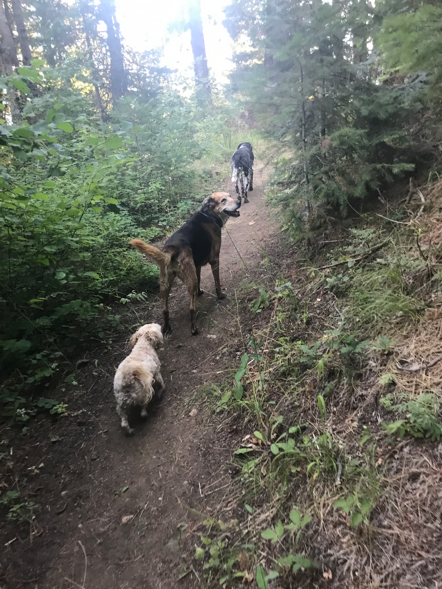 The Dream Rangers – A story of dogs helping children in their dreams